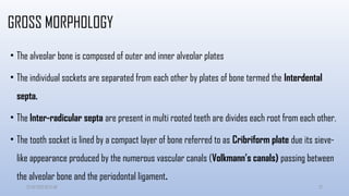 Anatomy development and histology of Bone and Alveolar Bone.pptx