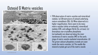 Anatomy development and histology of Bone and Alveolar Bone.pptx