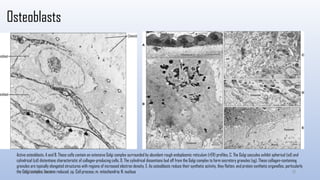 Anatomy development and histology of Bone and Alveolar Bone.pptx