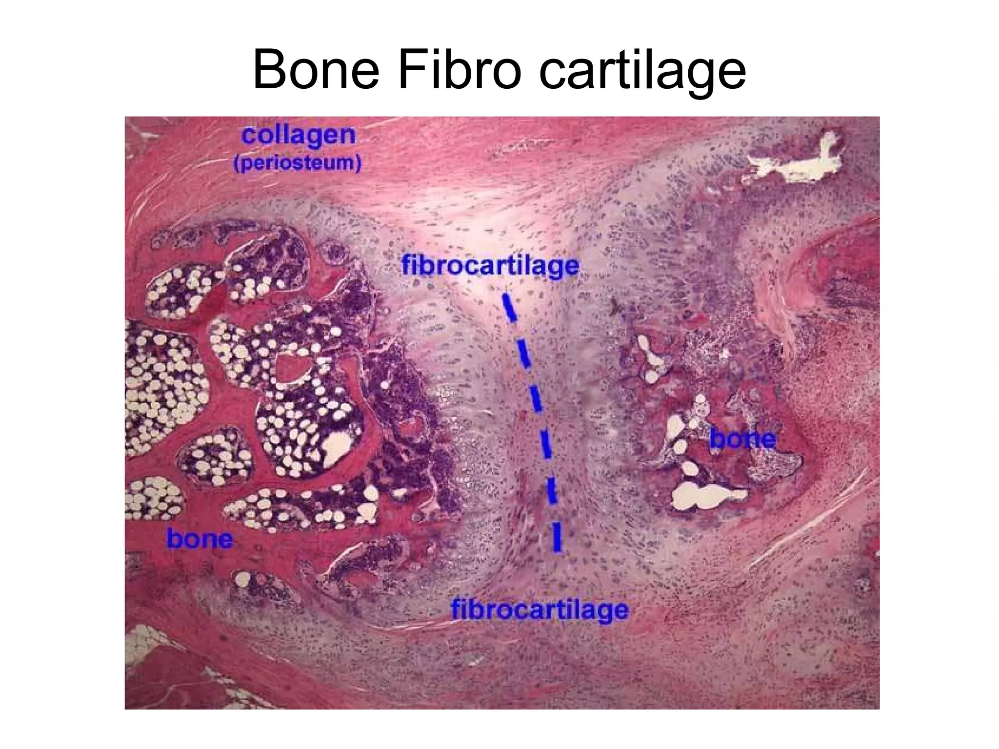Bone and cartilage | PPT
