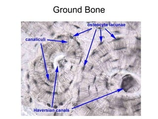 Bone and cartilage | PPT