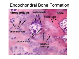 Bone and cartilage | PPT