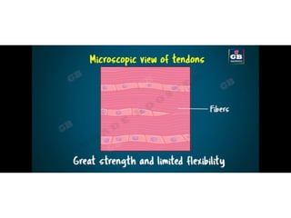 Bone and cartilage class 9th Tissue.pptx