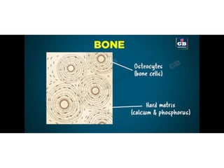 Bone and cartilage class 9th Tissue.pptx