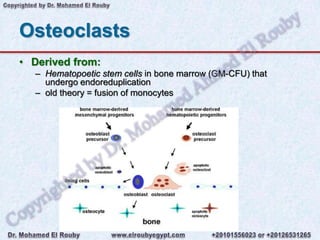 Bone and cartilage healing | PPT
