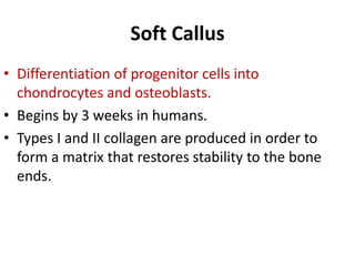 Bone and fracture healing | PPTX