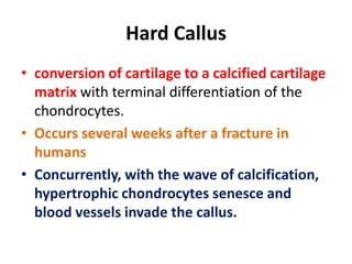 Bone and fracture healing | PPTX