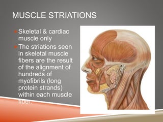 Bone and muscle features | PPTX