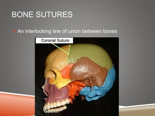 Bone and muscle features | PPTX