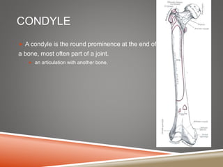 Bone and muscle features | PPTX