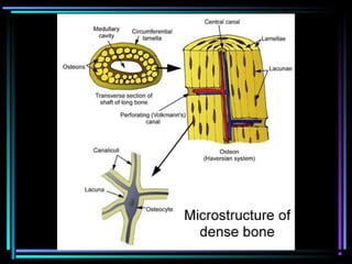 Bone architecture | PPT