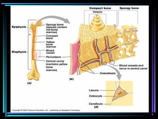 Bone architecture | PPT