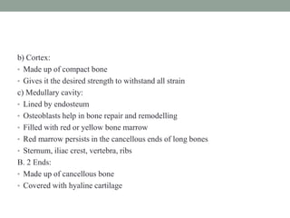 Bone (basic) | PPTX
