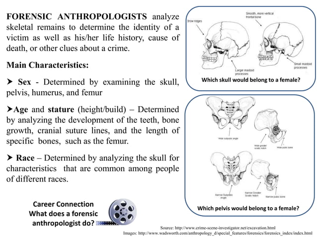 Bonebasicsnotes | PPT