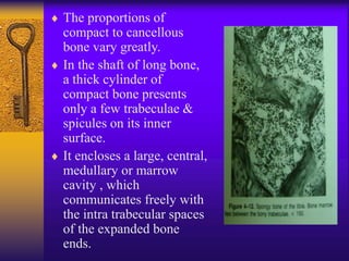 Bone Biology | PPT