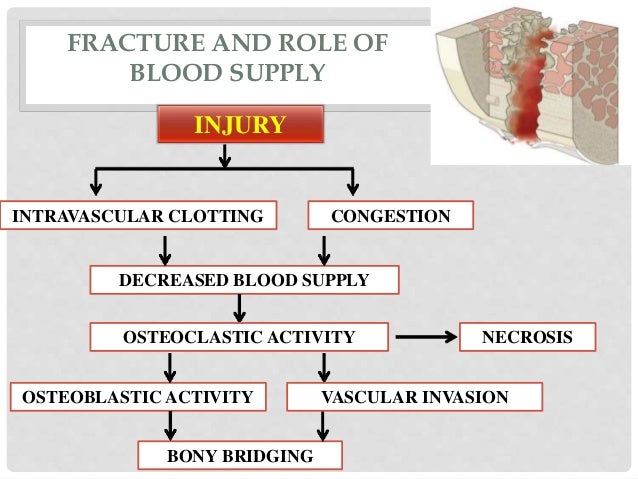 Bone biology and bone healing