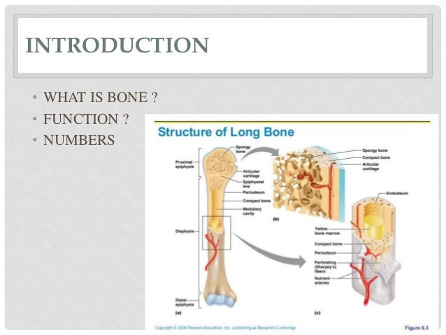 Bone biology and bone healing