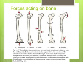 Bone biology, healing and biomechanics | PPTX