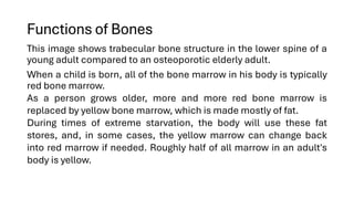 basic in Bone Biomechanics for physiotherapists.pdf