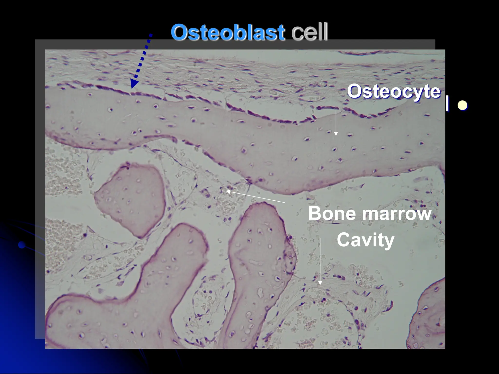 Bone cartilage lab.pdf histology first year | PDF | Death, Injury, or ...