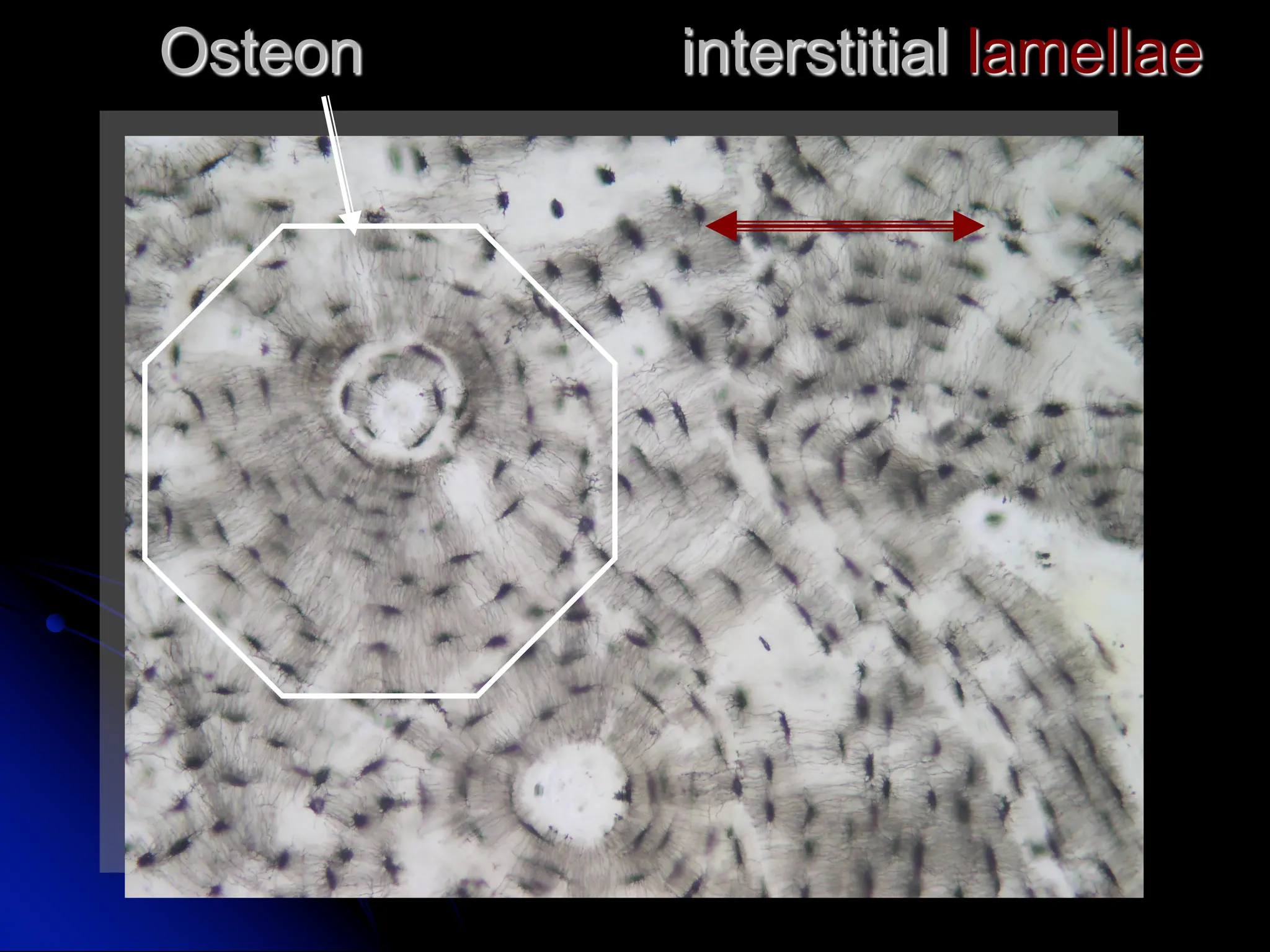 Bone cartilage lab.pdf histology first year | PDF