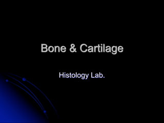 Bone cartilage lab.pdf histology first year | PPT