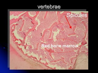 Bone cartilage lab.pdf histology first year | PDF