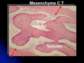 Bone cartilage lab.pdf histology first year | PDF