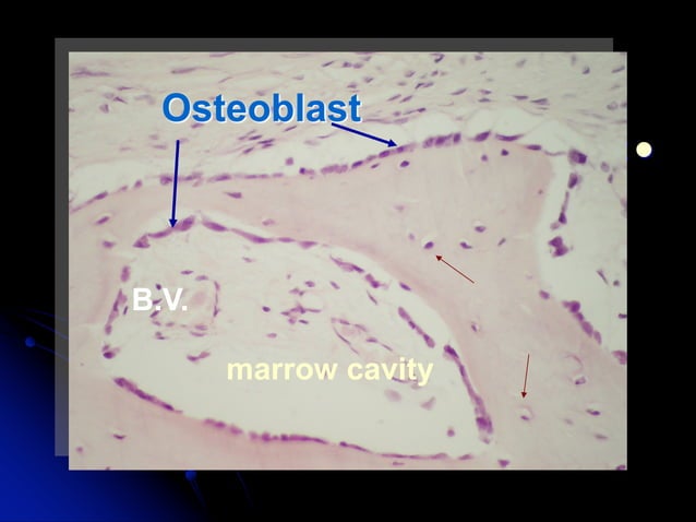Bone cartilage lab.pdf histology first year | PPT