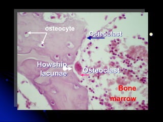 Bone cartilage lab.pdf histology first year | PDF