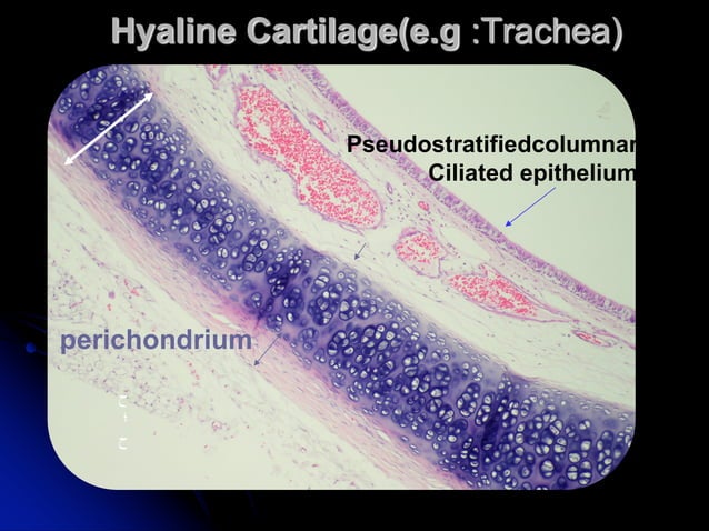 Bone cartilage lab.pdf histology first year | PPT