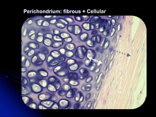 Bone cartilage lab.pdf histology first year | PDF