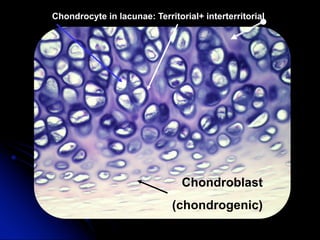 Bone cartilage lab.pdf histology first year | PPT
