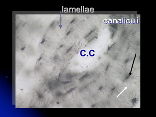 Bone cartilage lab.pdf histology first year | PDF