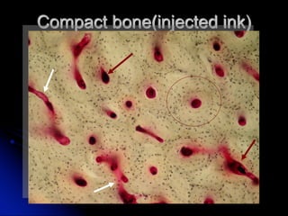 Bone cartilage lab.pdf histology first year | PDF