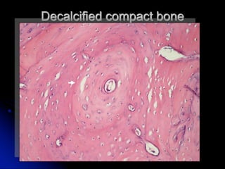 Bone cartilage lab.pdf histology first year | PDF