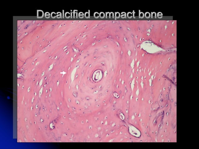 Bone cartilage lab.pdf histology first year | PPT