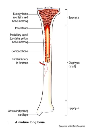 Bone classification | PDF | Bone and Joint Conditions | Diseases and ...