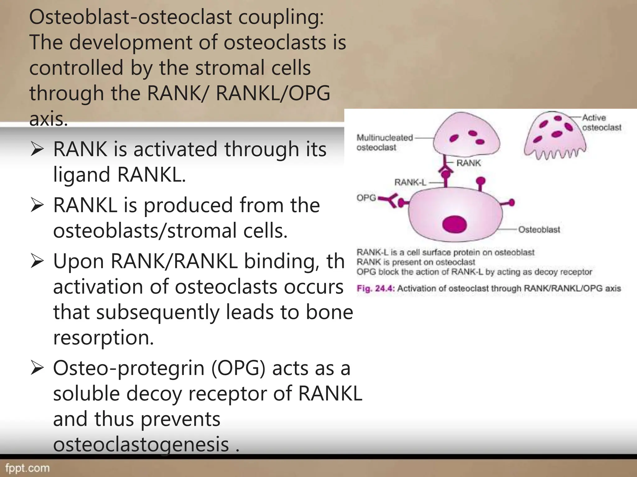 BONE DEFECTS lecture in periodontology. | PPTX