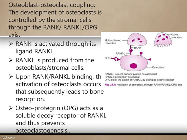 BONE DEFECTS lecture in periodontology. | PPTX | Dental Health ...