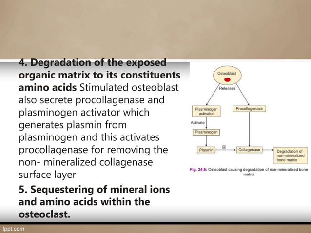 BONE DEFECTS lecture in periodontology. | PPTX | Dental Health ...