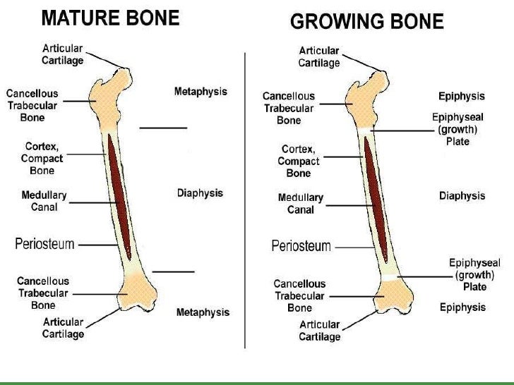 Bone degenerative disorders