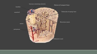 Bone density ppt | PPTX