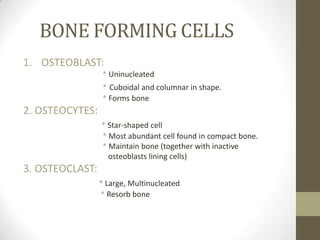 Bone development | PPTX
