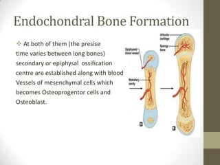 Bone development | PPTX