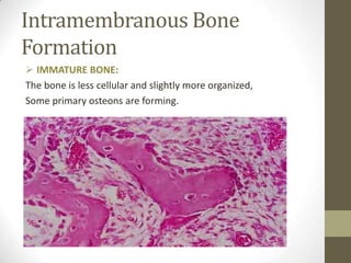 Intramembranous Ossification Slide