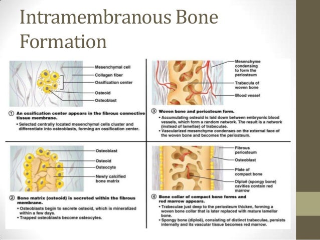 225 Bone Formation And Development