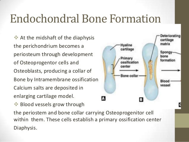 Bone development
