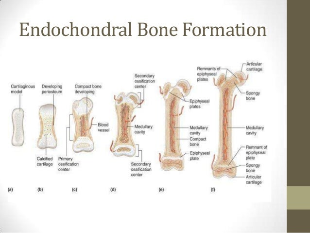 Endochondral Bone Formation