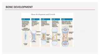BONE DEVELOPMENT.pptx